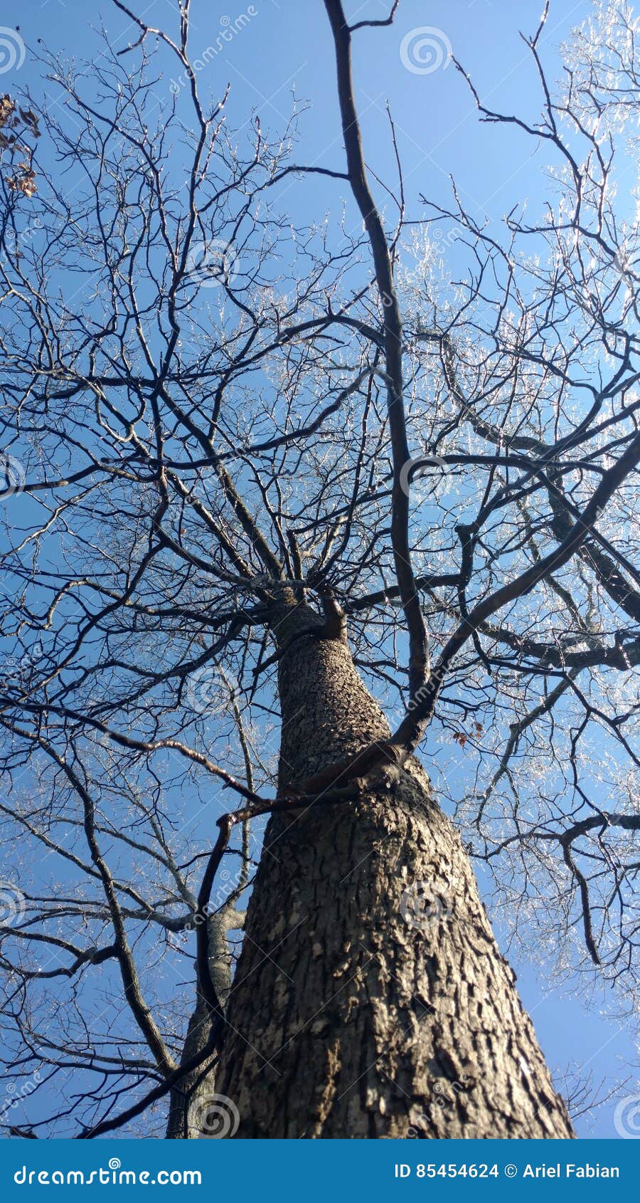 Tall Tree stock photo. Image of shot, upward, branches - 85454624