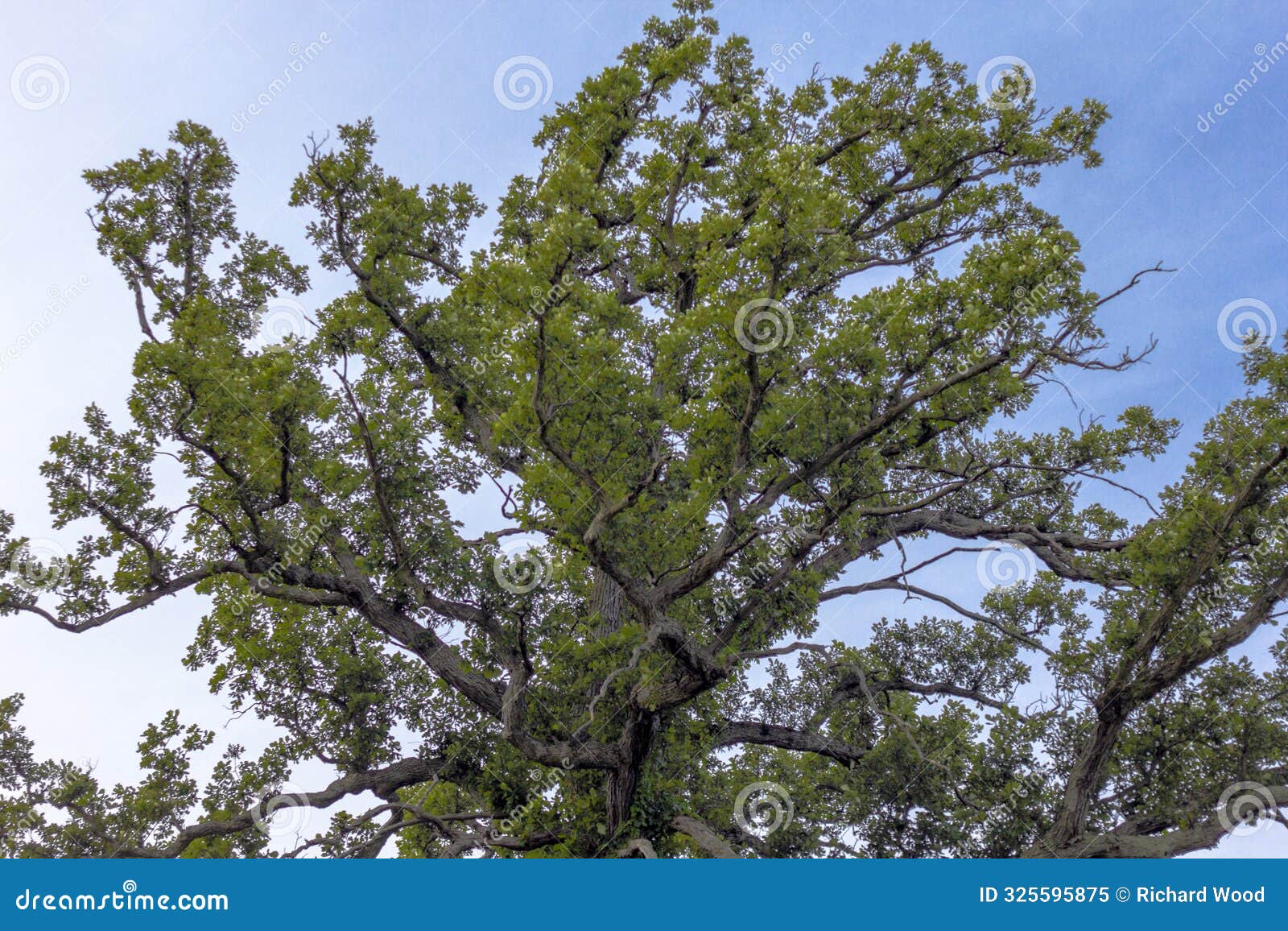 Tall Tree with Very Long Branches, Glacier Ridge Metro Park, Dublin ...