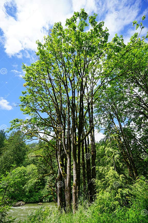 Tall Tree in Washington State Stock Image - Image of morning, rushing ...