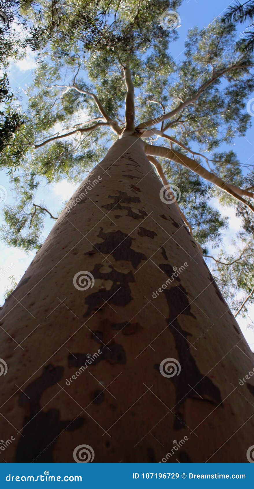 Tall Tree in Western Australia Stock Image - Image of australia ...