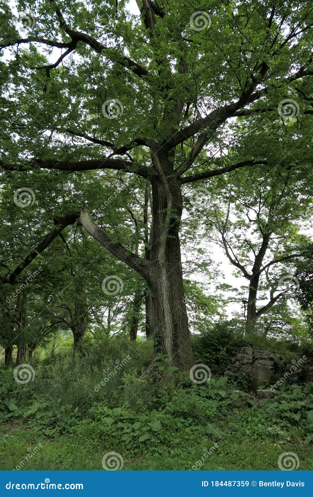 Tall Tree with a White Line Stock Image - Image of white, tall: 184487359