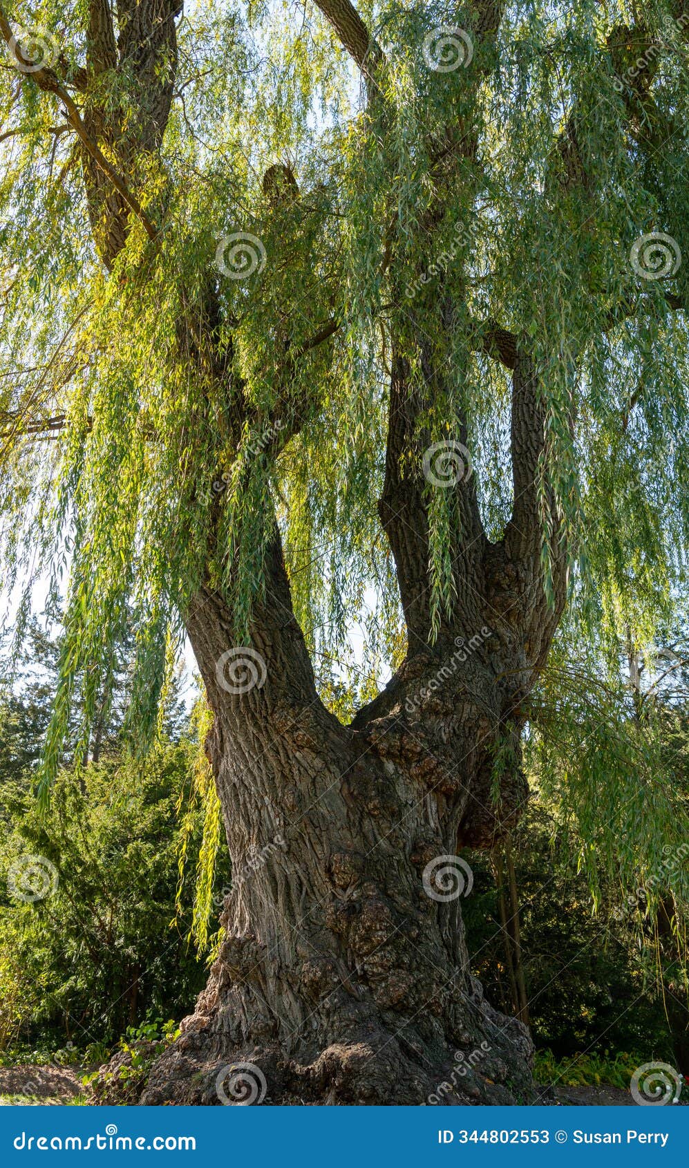 Tall Tree with Wide Trunk in the Park Stock Image - Image of wide ...