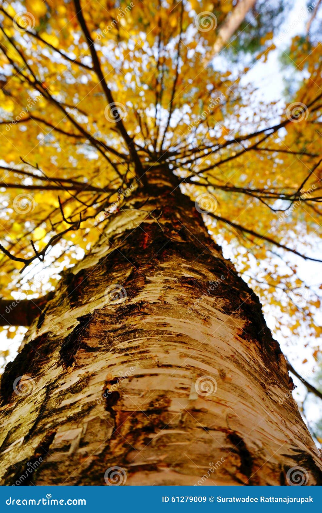 Tall Tree and Yellow Leaves in Autumn Stock Image - Image of tall, tree ...