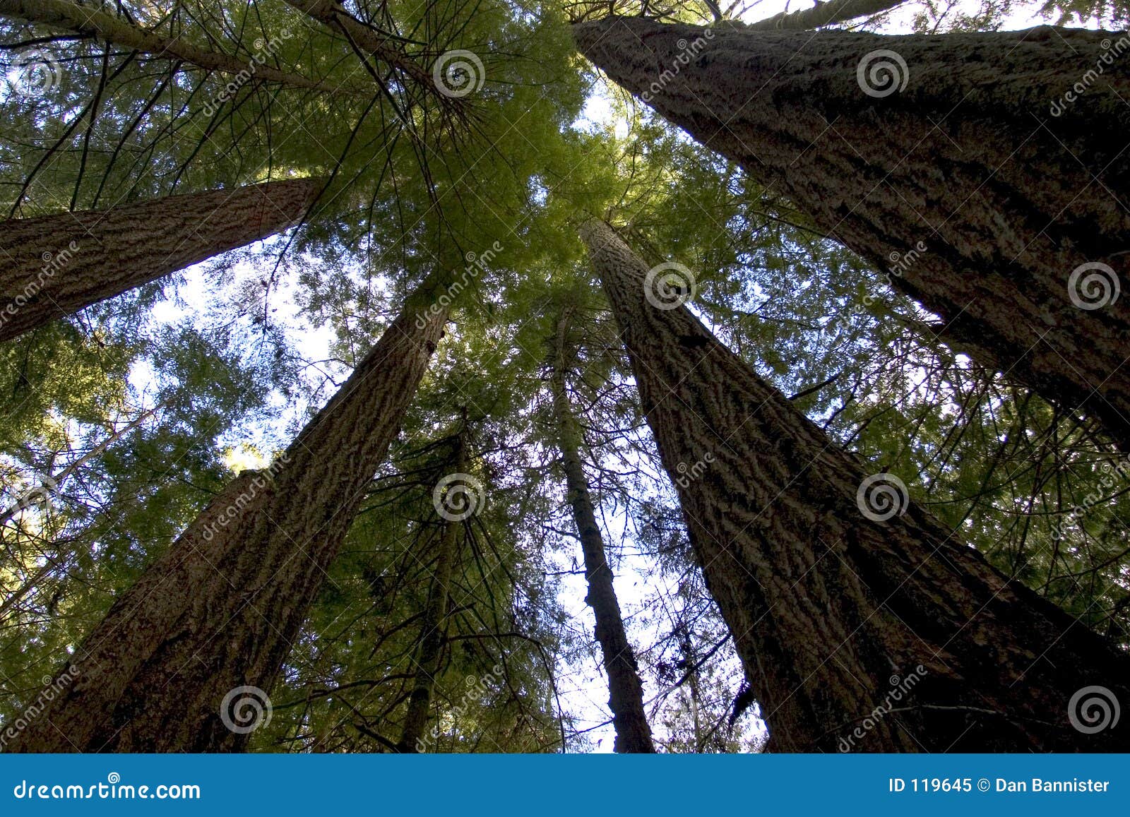 Tall Trees stock image. Image of trees, tree, woods, forests - 119645