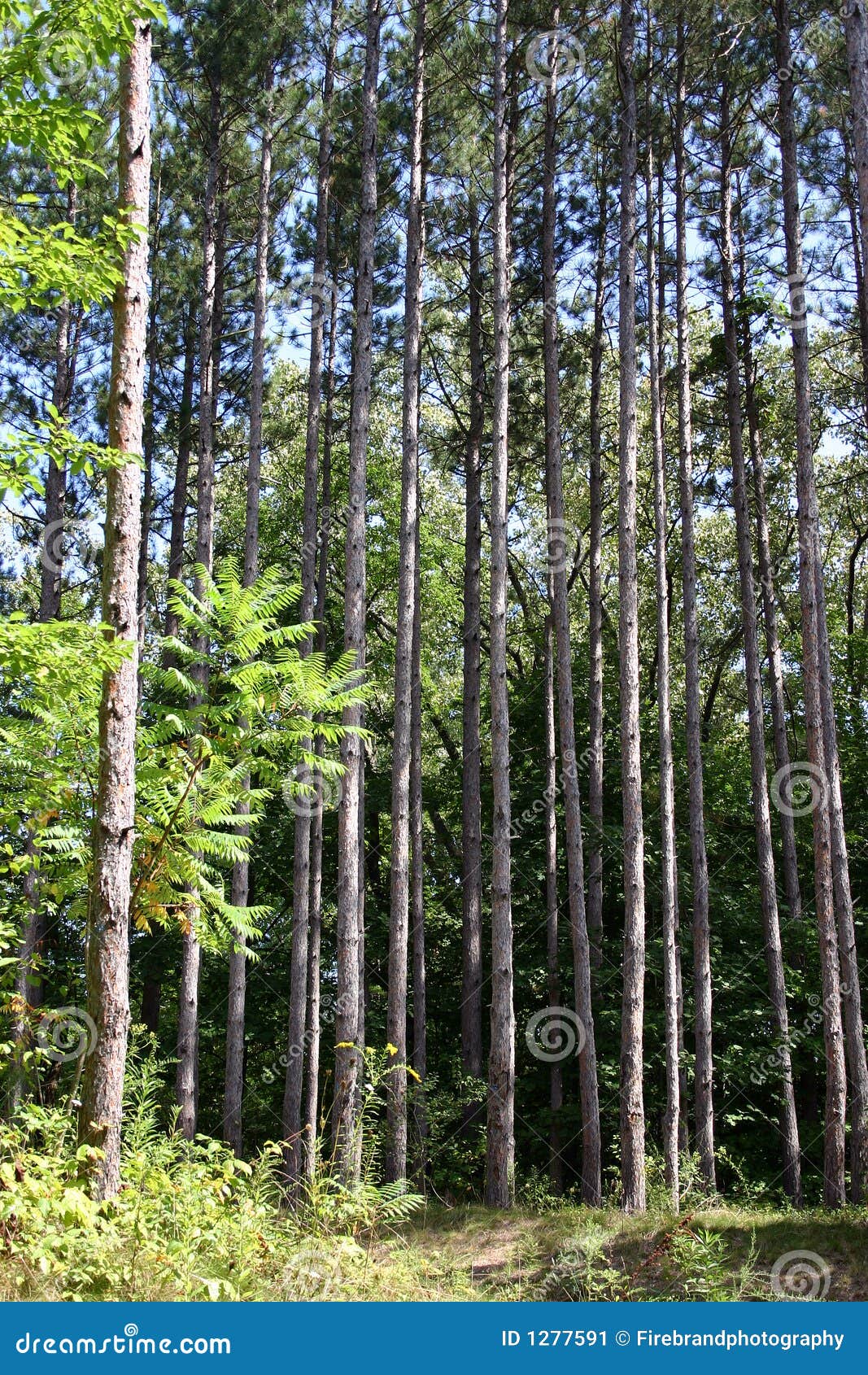 Tall trees stock image. Image of trees, beautiful, nature - 1277591