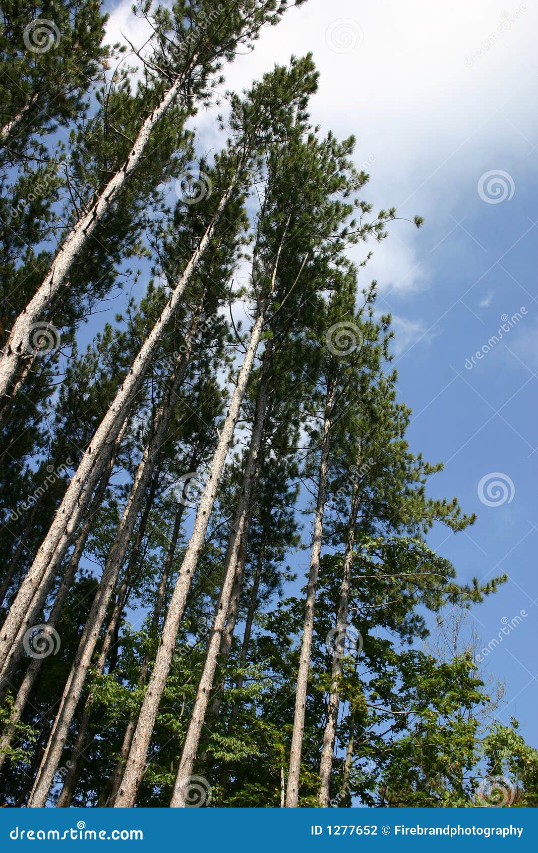 Tall trees stock photo. Image of summer, outside, trees - 1277652