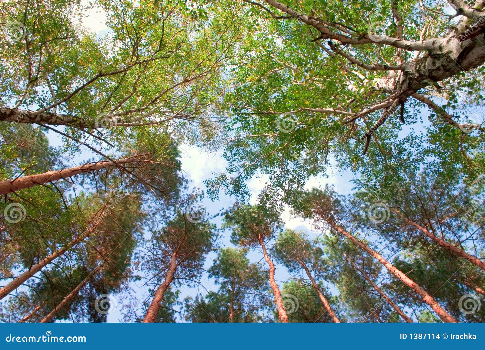Tall trees stock photo. Image of height, woods, background - 1387114