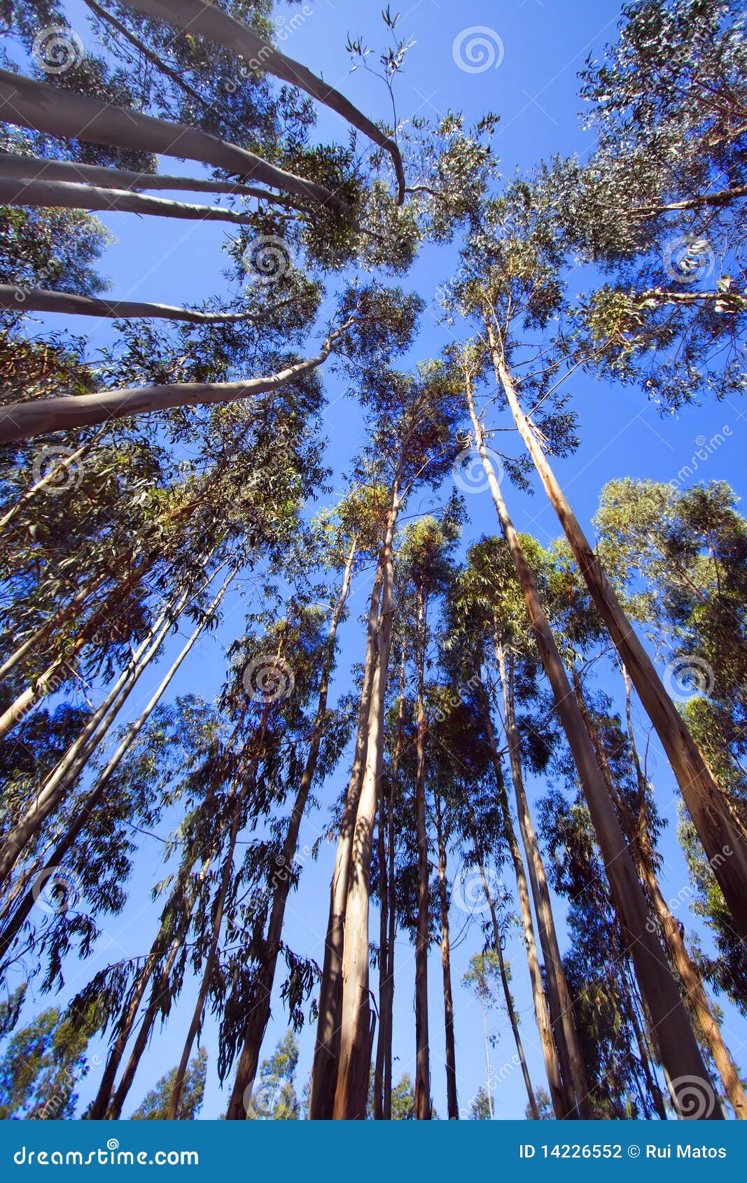 Tall Trees Temperate Forests Stock Photography | CartoonDealer.com ...