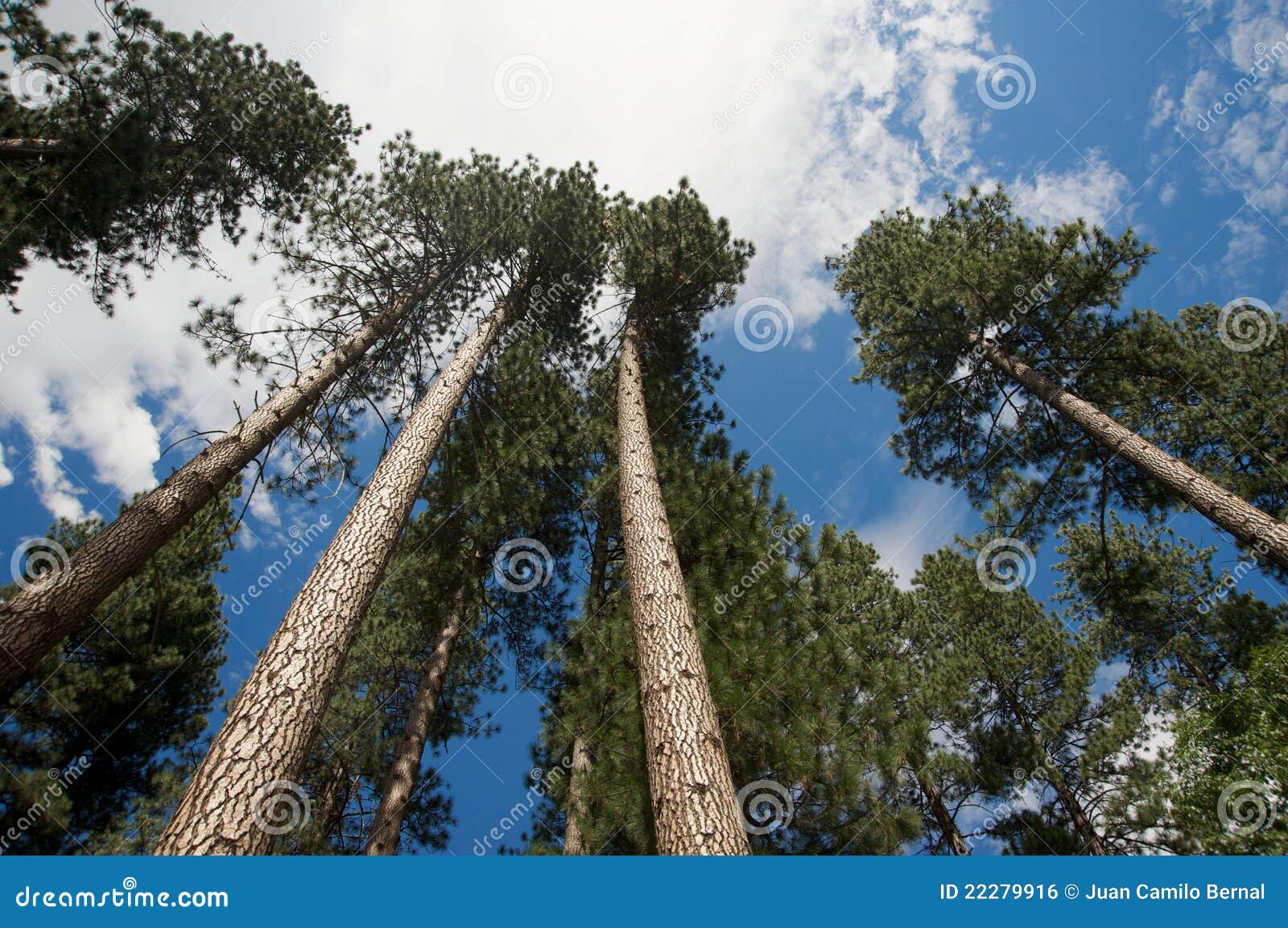 Tall trees stock photo. Image of straight, impressive - 22279916