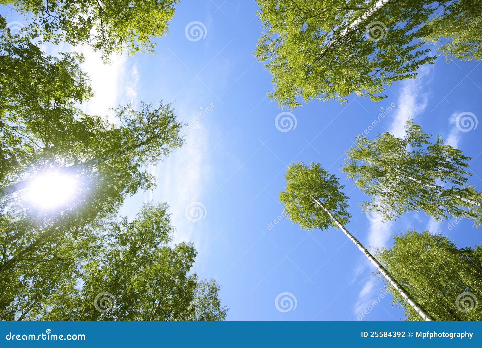 Tall trees stock photo. Image of leaf, branch, brown - 25584392