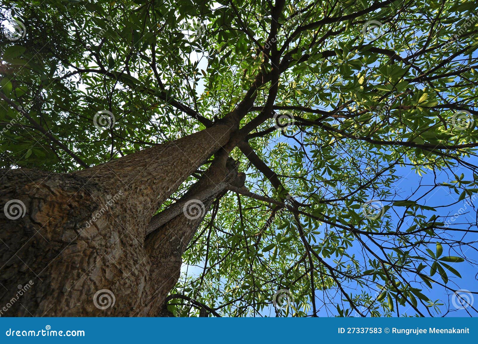 Tall trees. stock image. Image of nature, forest, growth - 27337583