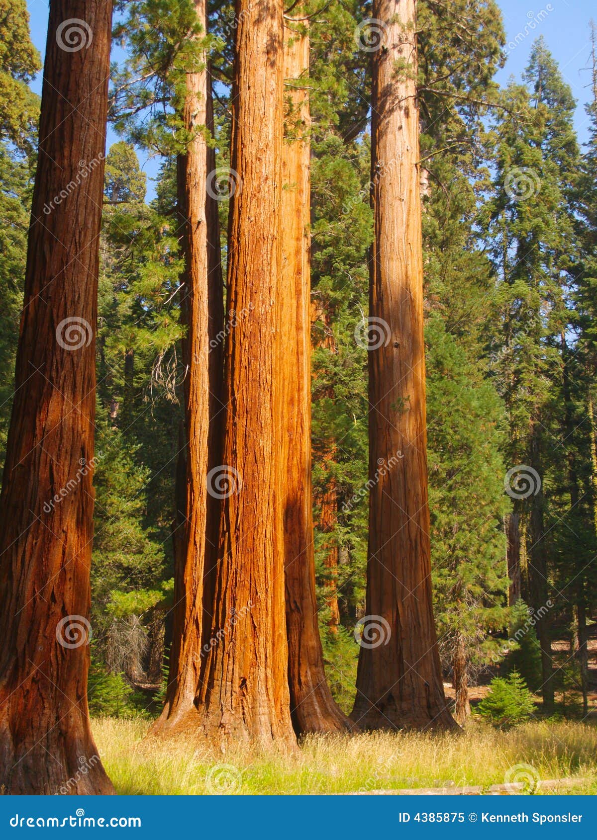 Tall Trees stock image. Image of sequoia, outdoors, conifers - 4385875