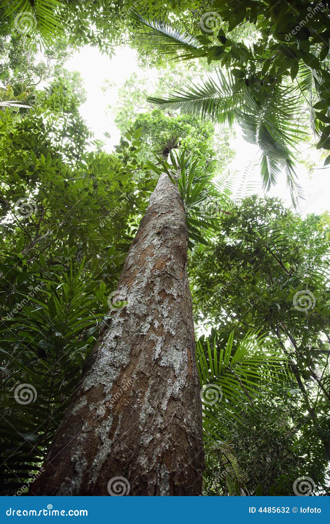 Tall trees. stock photo. Image of scenic, botanical, tall - 4485632