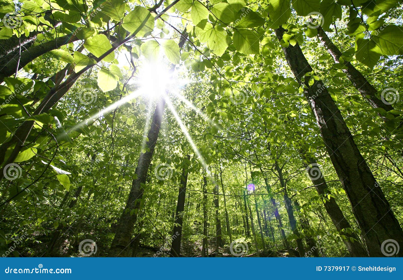 Tall Trees stock image. Image of massive, environment - 7379917
