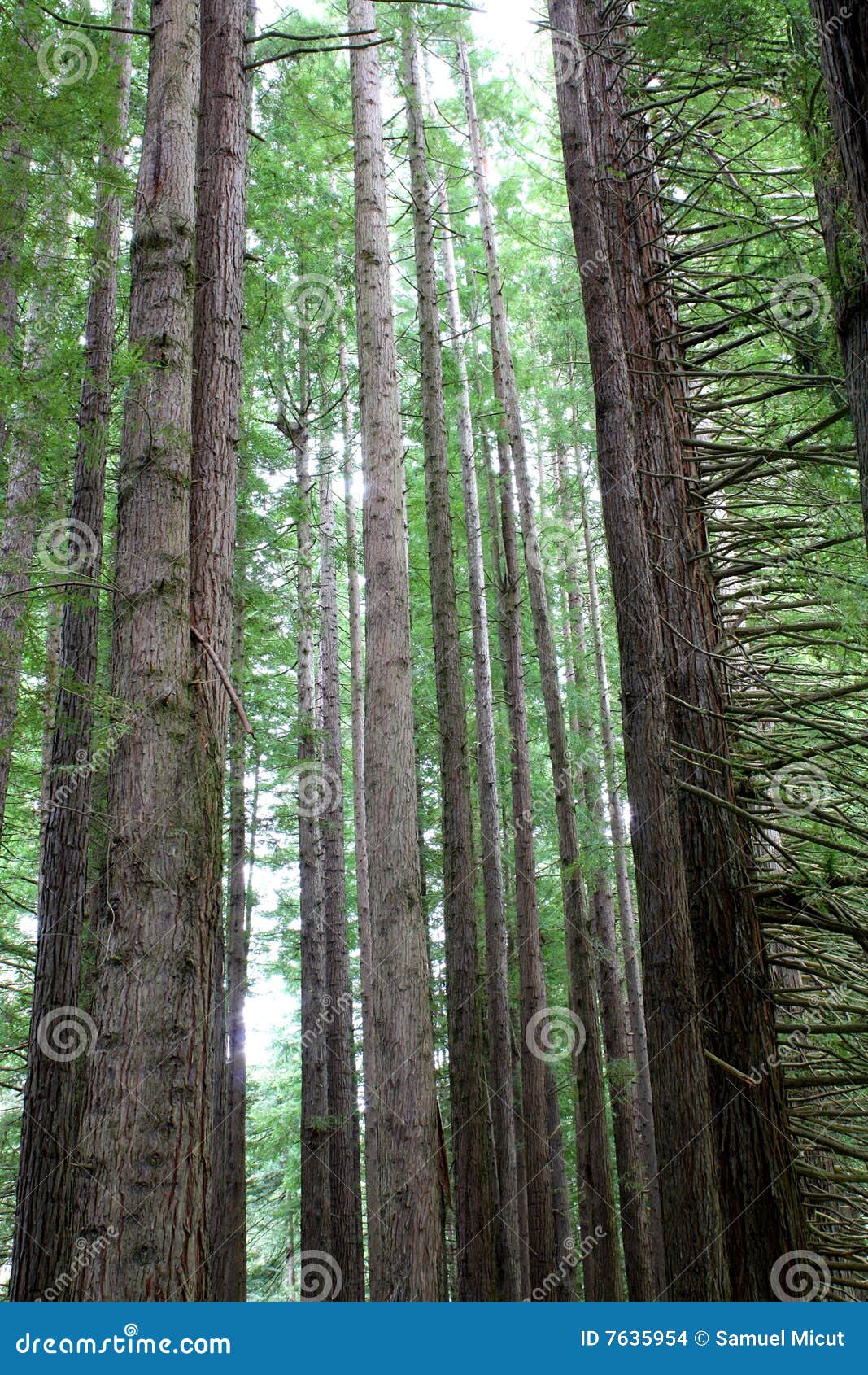 Tall trees stock photo. Image of forest, group, straight - 7635954