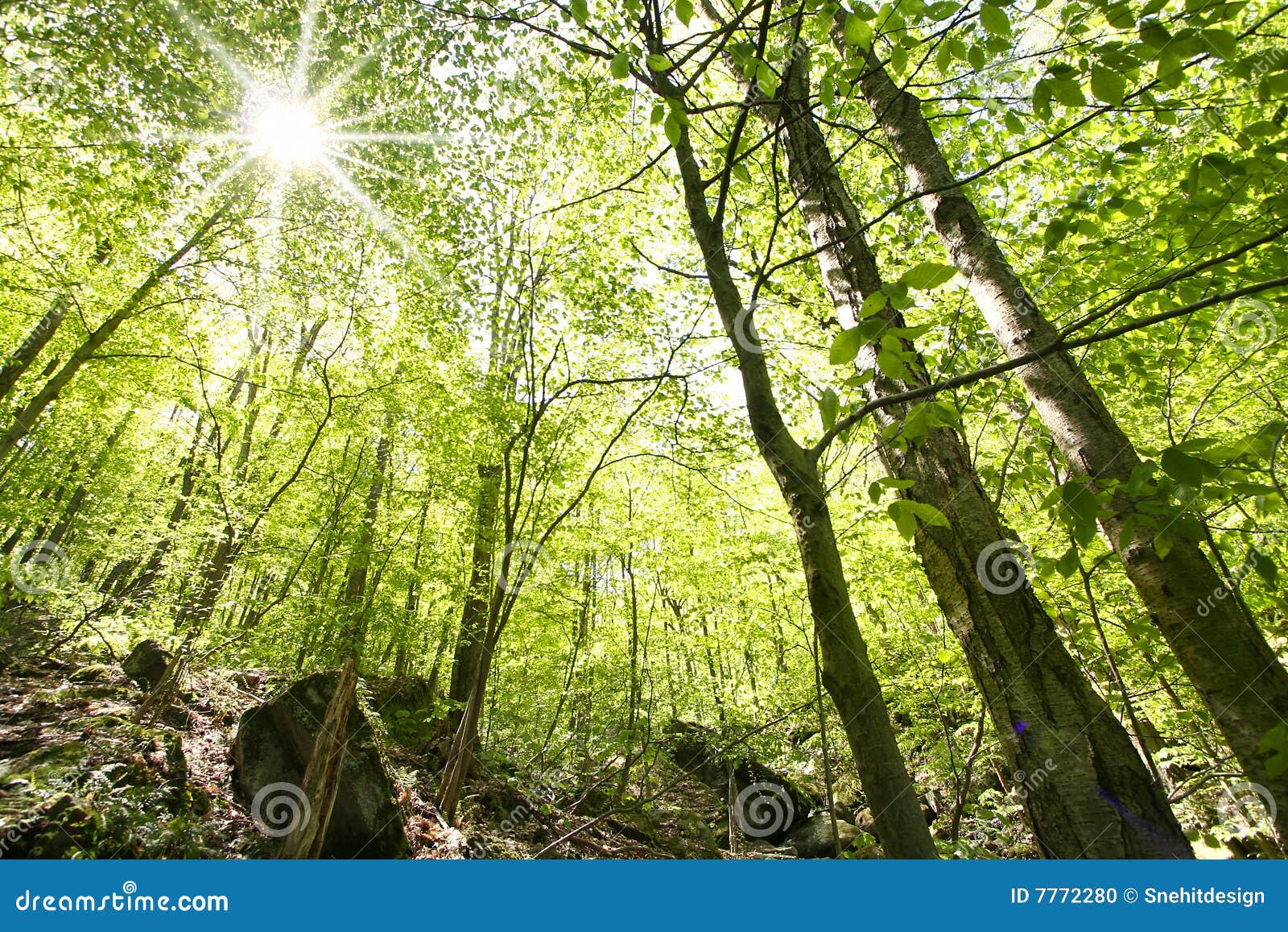 Tall Trees stock photo. Image of giant, environment, sunshine - 7772280