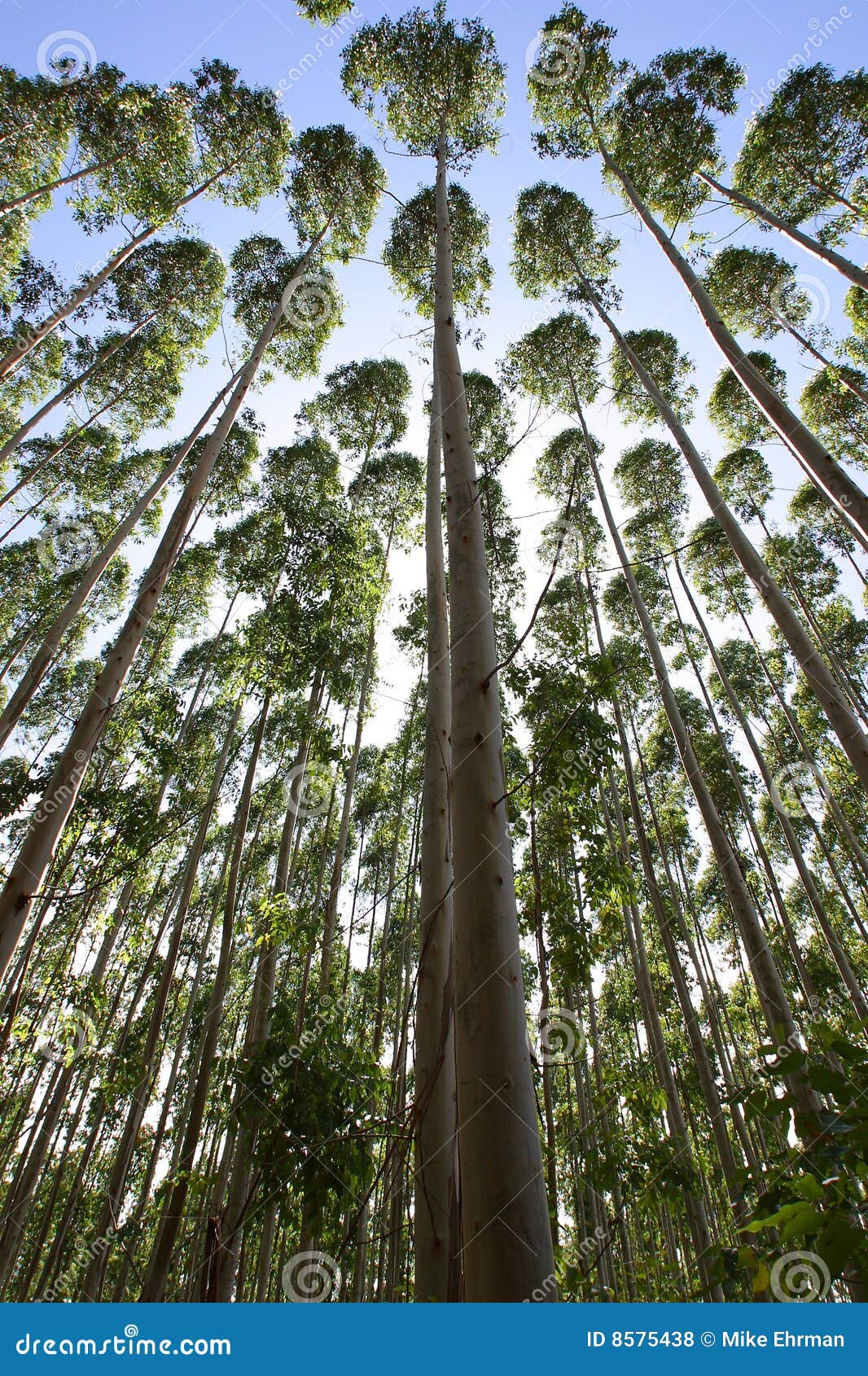 Tall Trees stock photo. Image of wild, trees, green, tall - 8575438