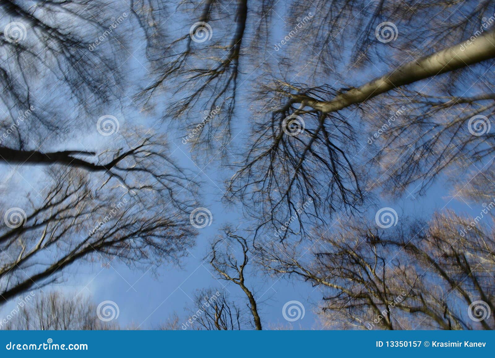 Tall Trees Against One Blue Sky with Clouds Stock Image - Image of ...