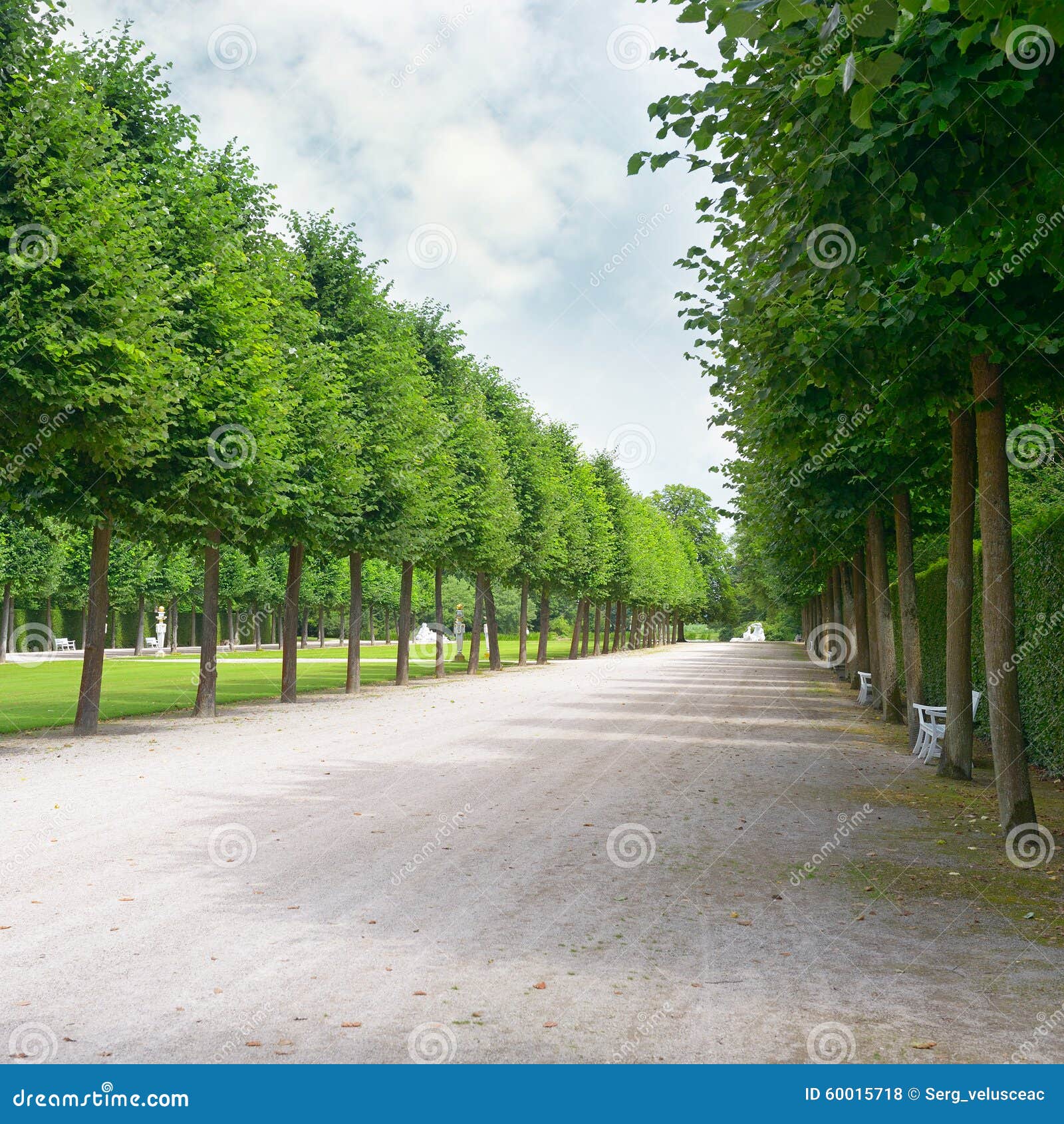 Tall Trees Along the Footpath Stock Photo - Image of beauty, path: 60015718
