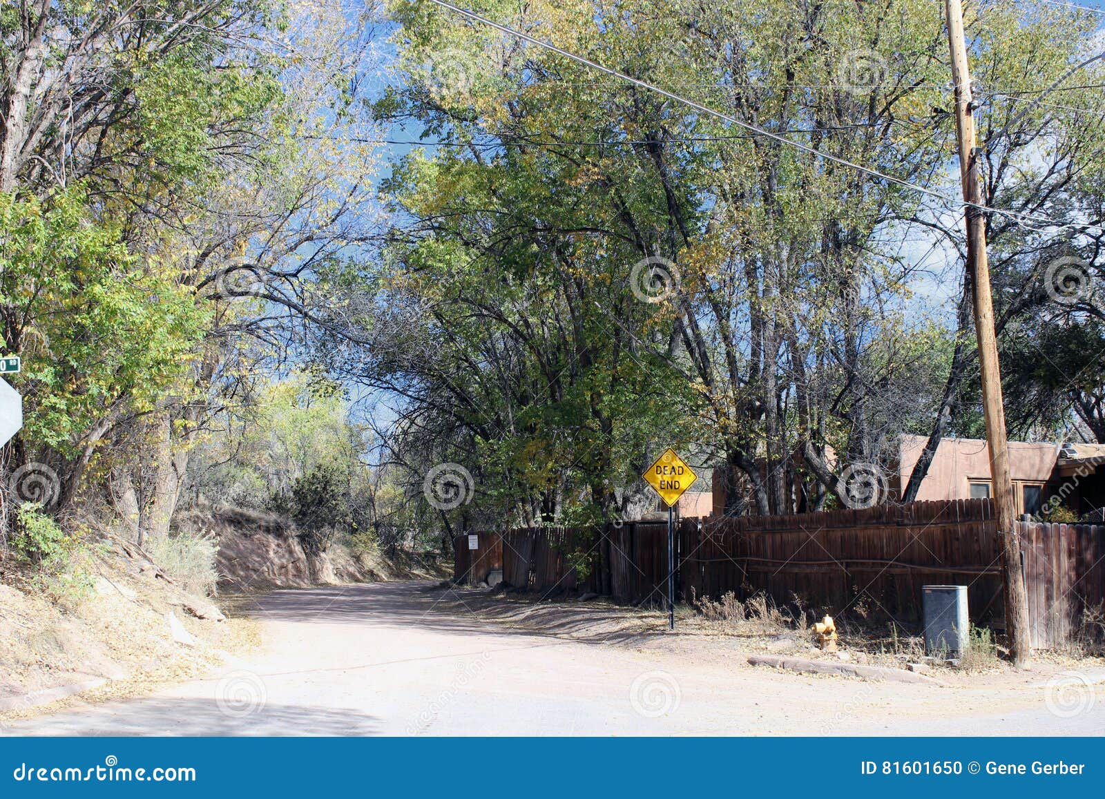 Tall Trees Along the Road stock photo. Image of nature - 81601650