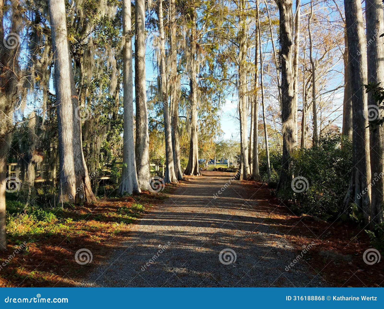 Tall Trees Alongside a Natural Pathway Covered with Leaves Stock Photo ...