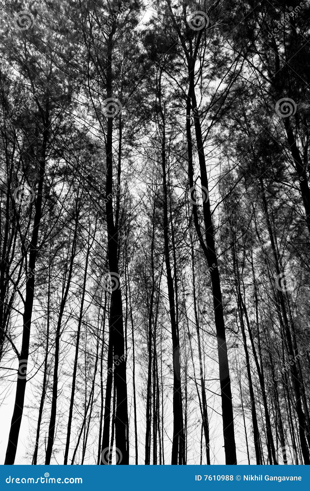 Tall Trees Background stock photo. Image of tree, grayscale - 7610988