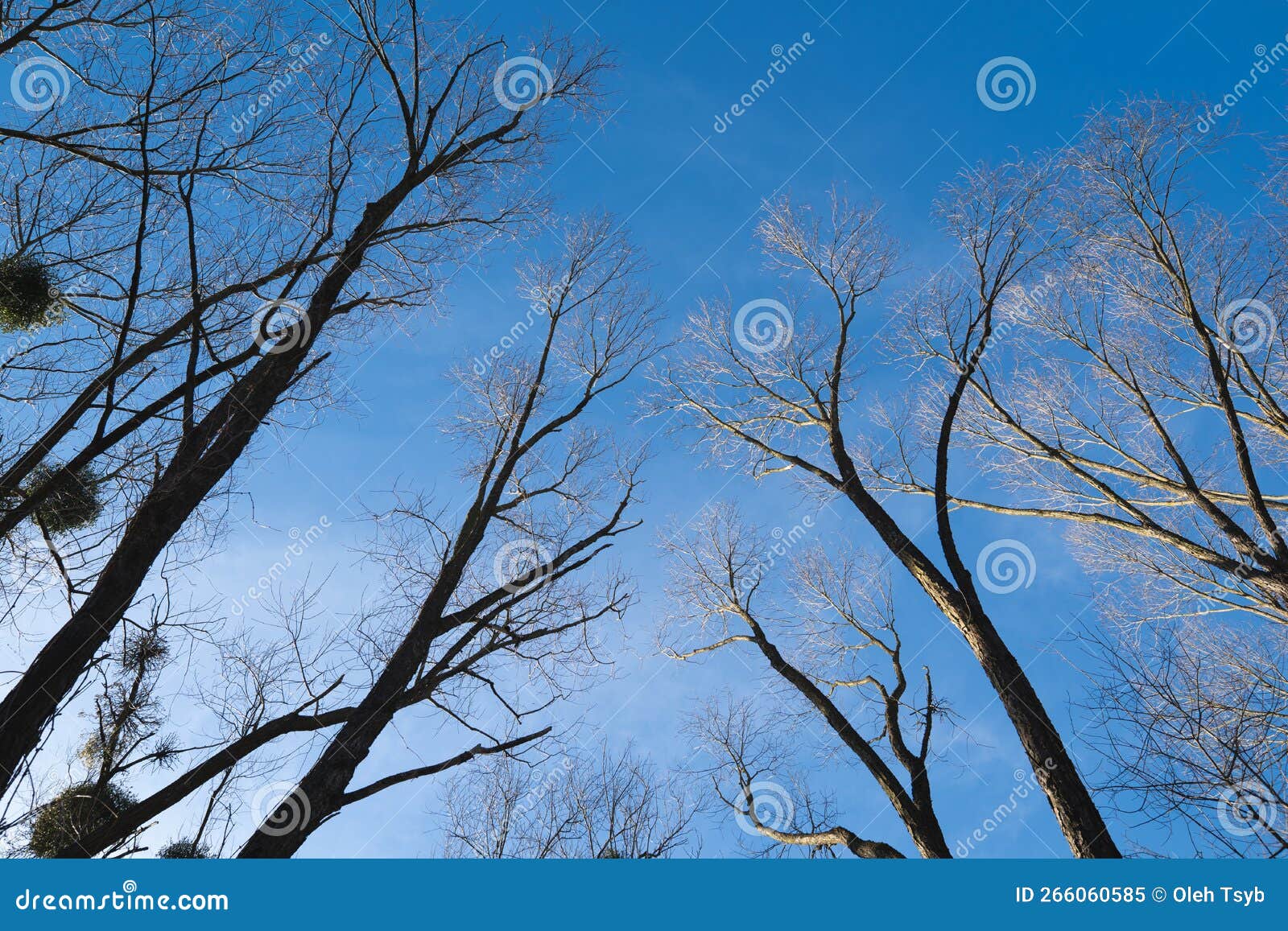 Tall Trees on the Background of the Blue Sky Stock Image - Image of ...
