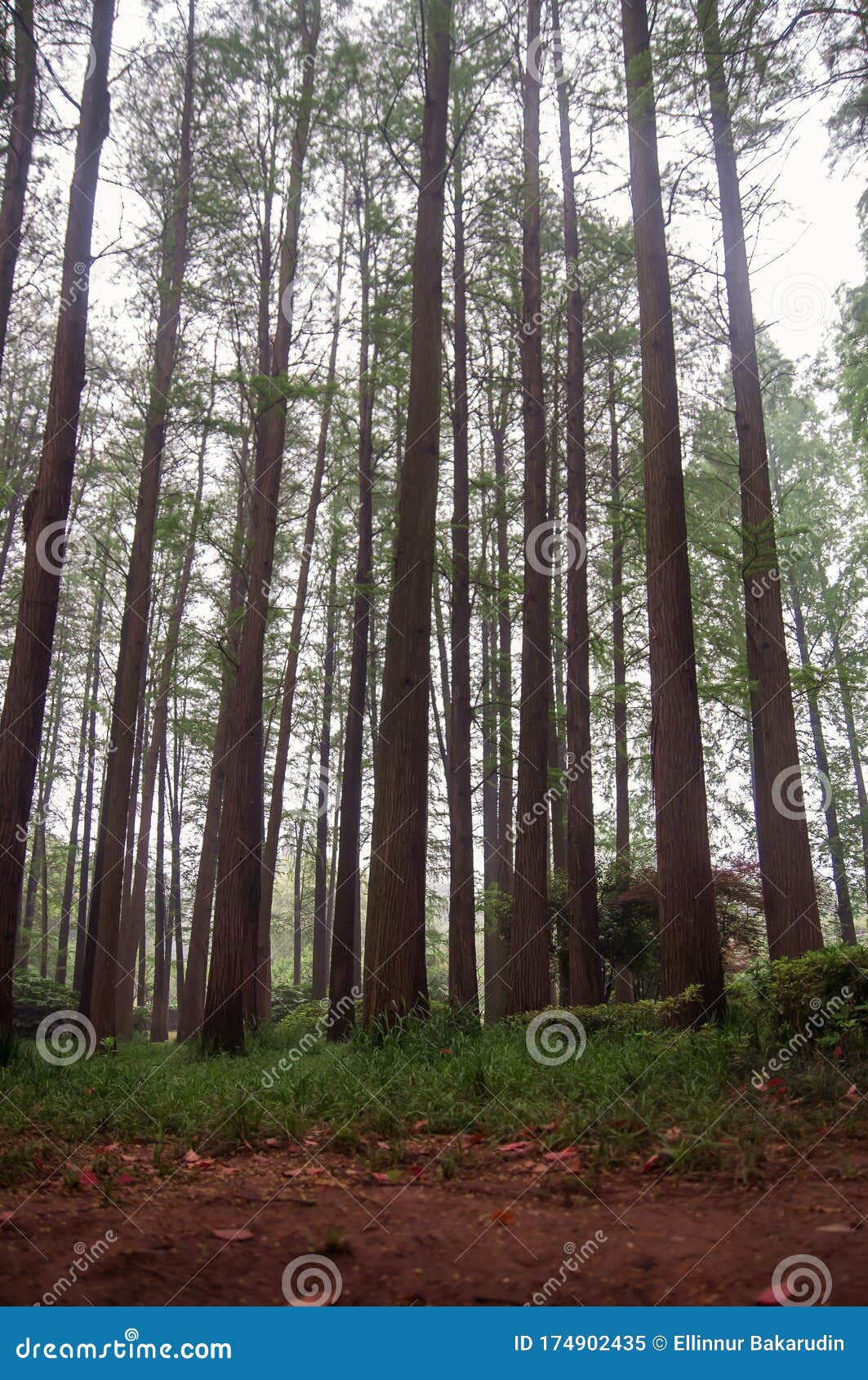 Tall Trees in Beautiful Forest in China Stock Image - Image of color ...
