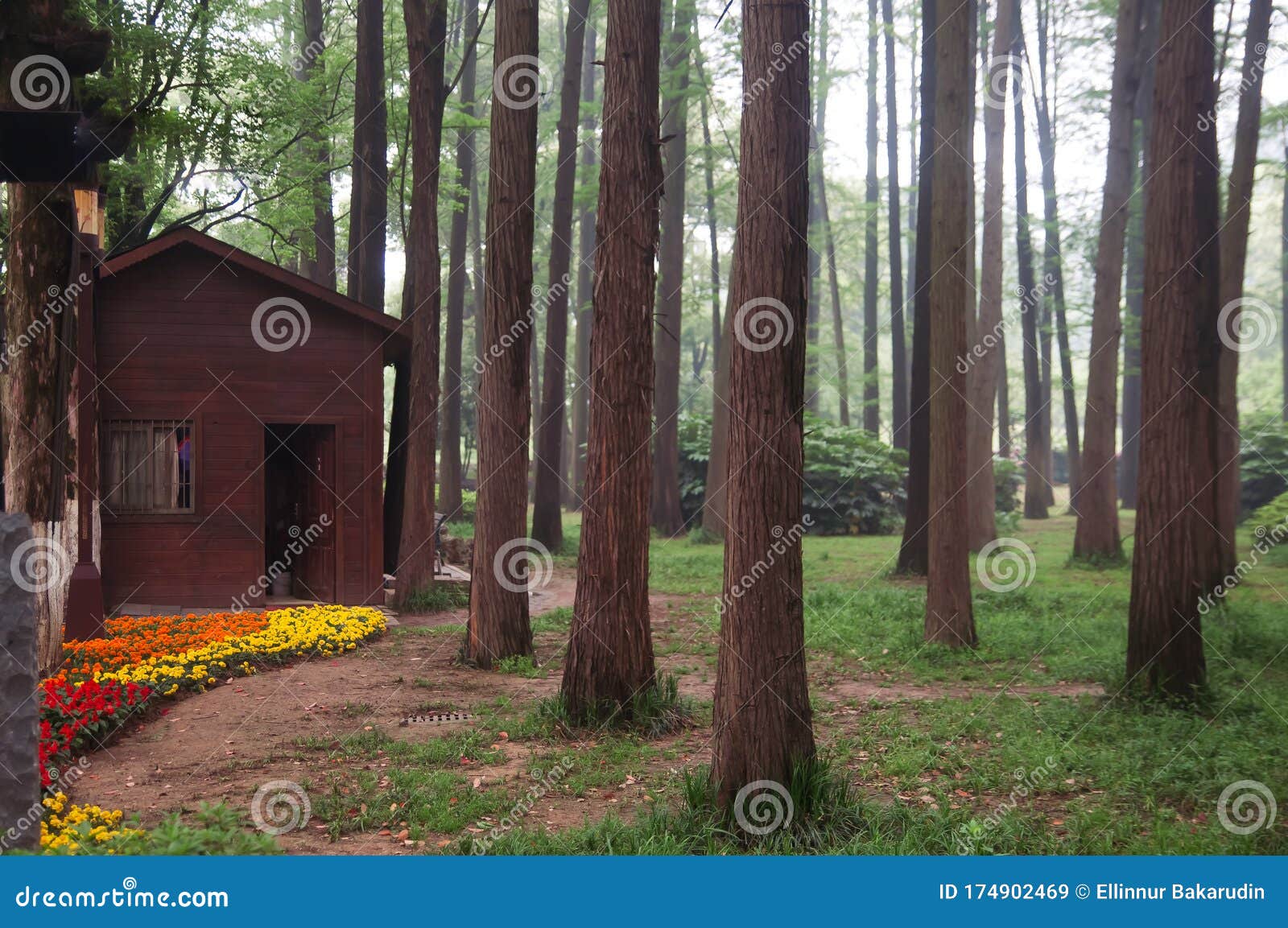 Tall Trees in Beautiful Forest in China Stock Image - Image of ...