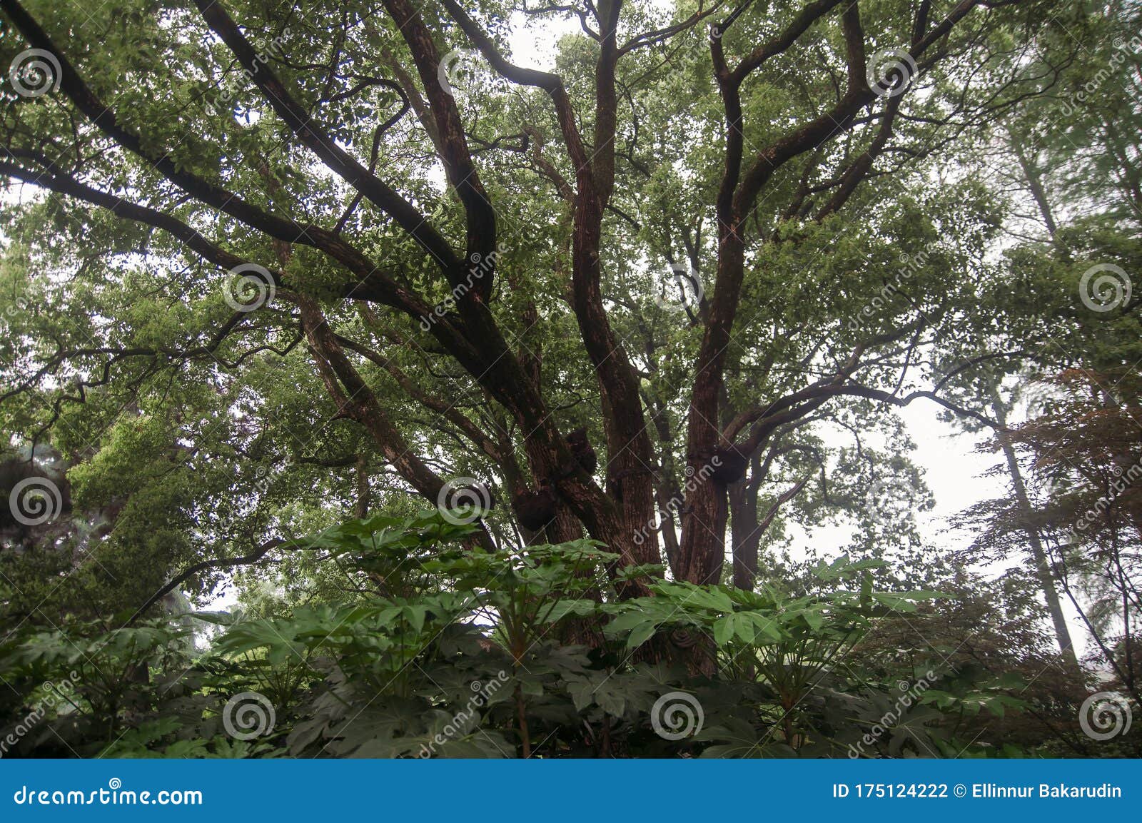 Tall Trees in Beautiful Forest in China Stock Photo - Image of foliage ...