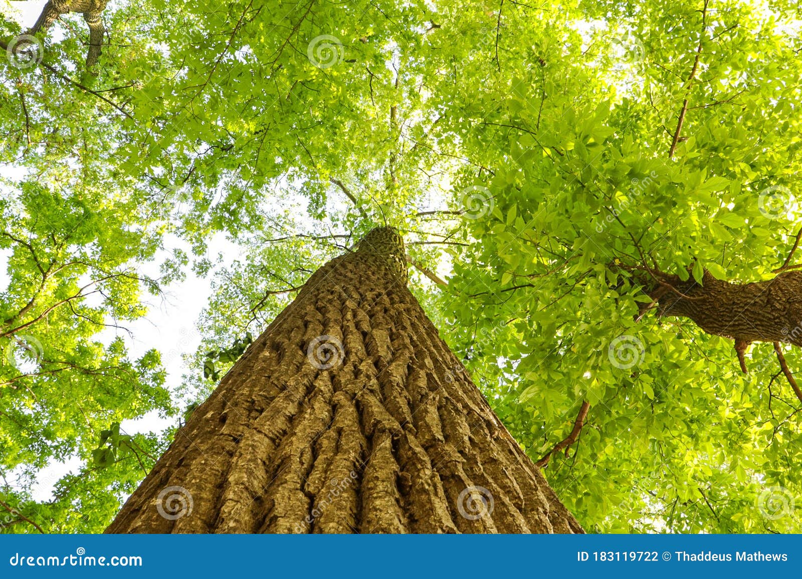 Tall trees stock photo. Image of beautiful, green, outdoors - 183119722