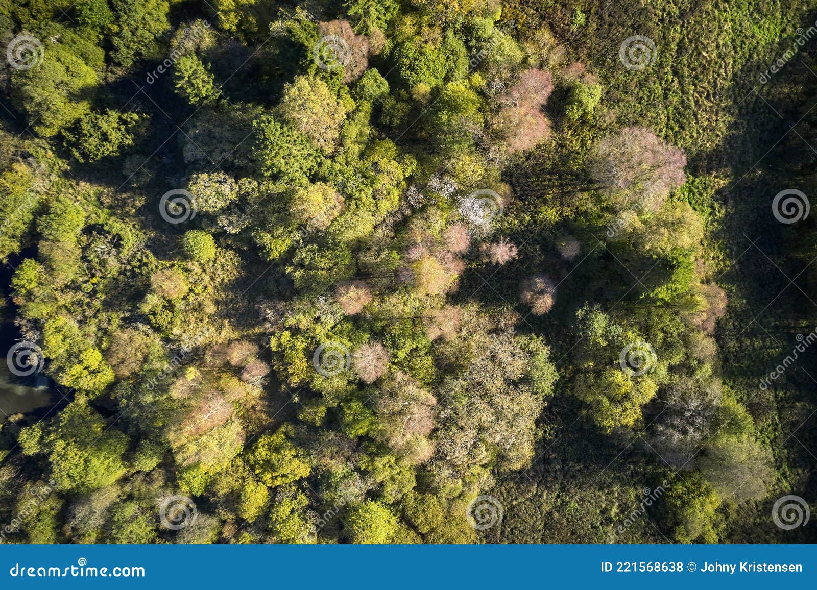 Tall Trees in a Beautiful Green Forest Stock Photo - Image of nature ...