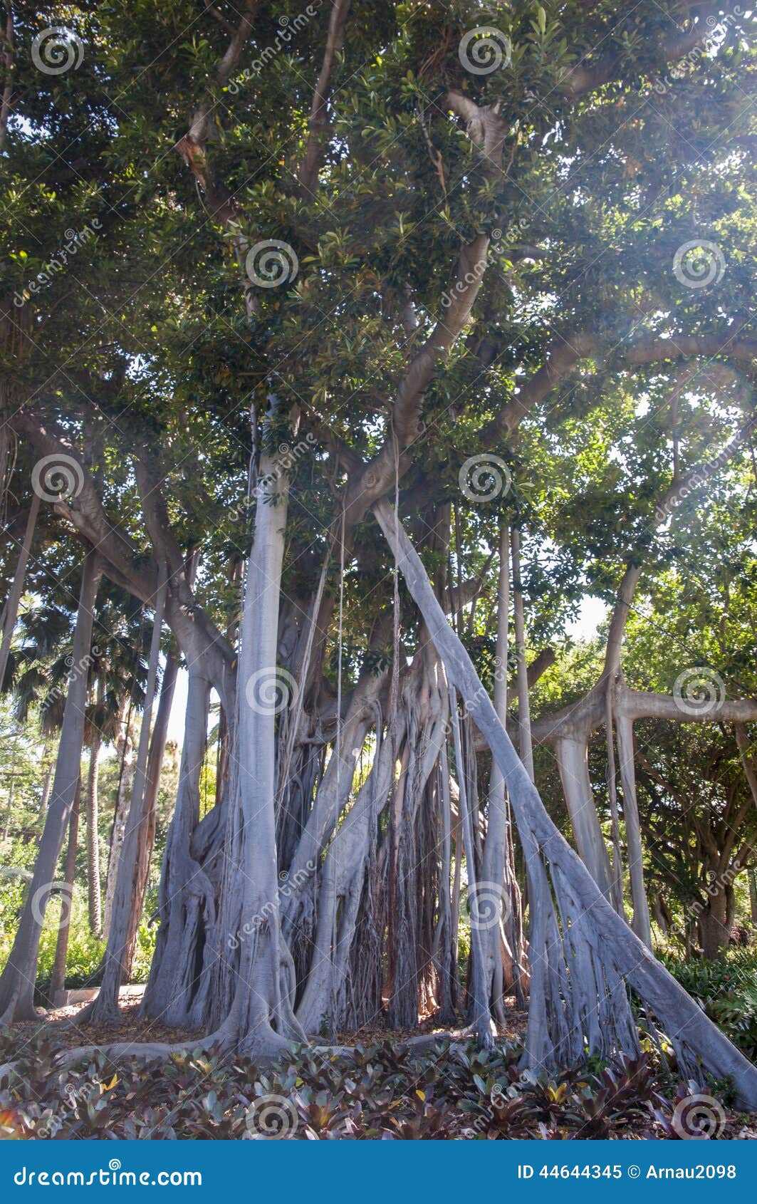 Tall trees stock image. Image of tree, evergreen, botanical - 44644345