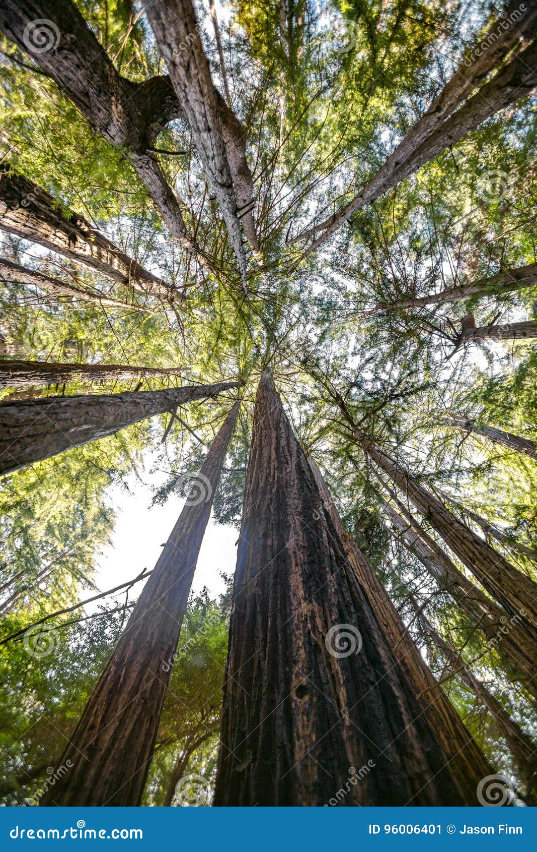 Tall trees in Big Sur stock image. Image of botany, climate - 96006401