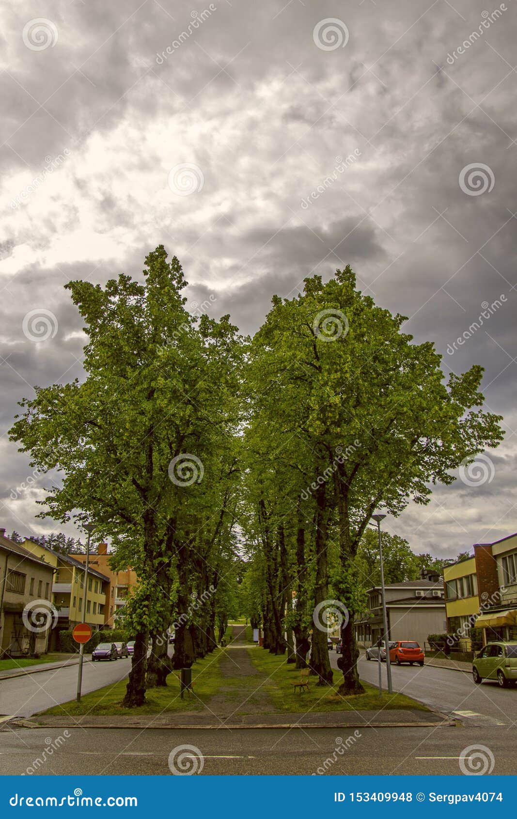 Tall Trees on the Boulevard Stock Photo - Image of group, landscape ...