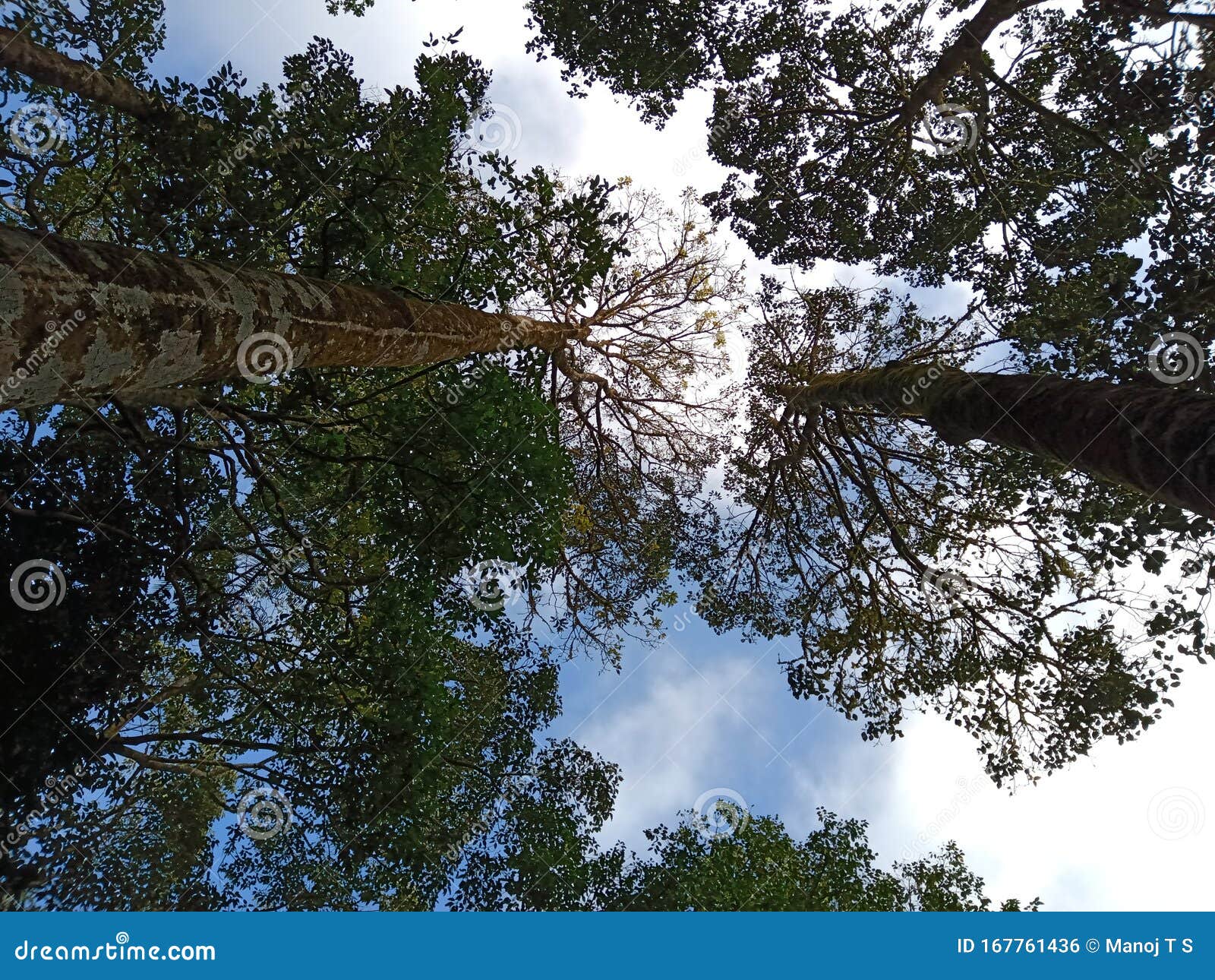 Tall Trees Captured in Agumbe Karnataka India Stock Photo - Image of ...