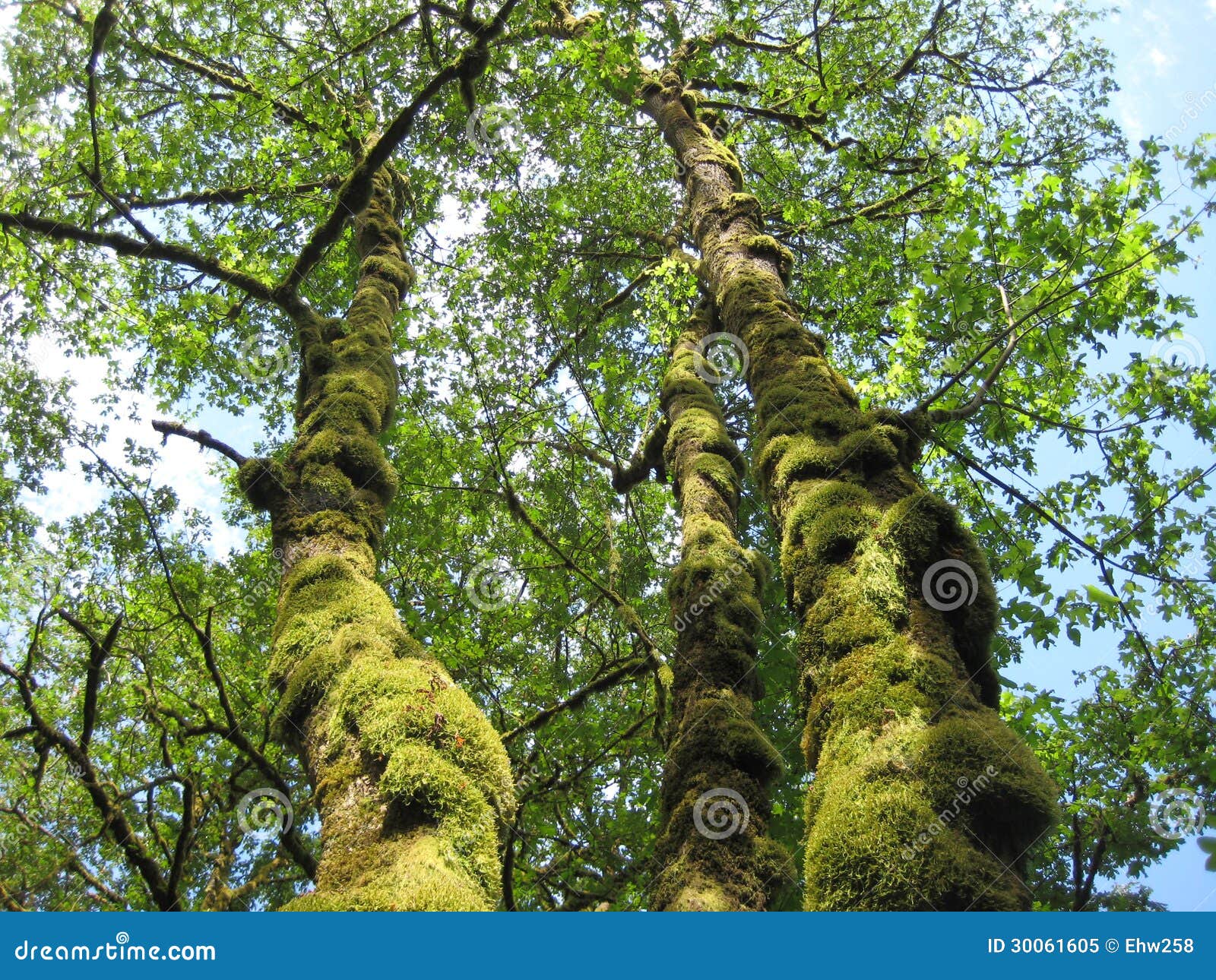 Moss Covered Trees stock image. Image of details, dark - 30061605