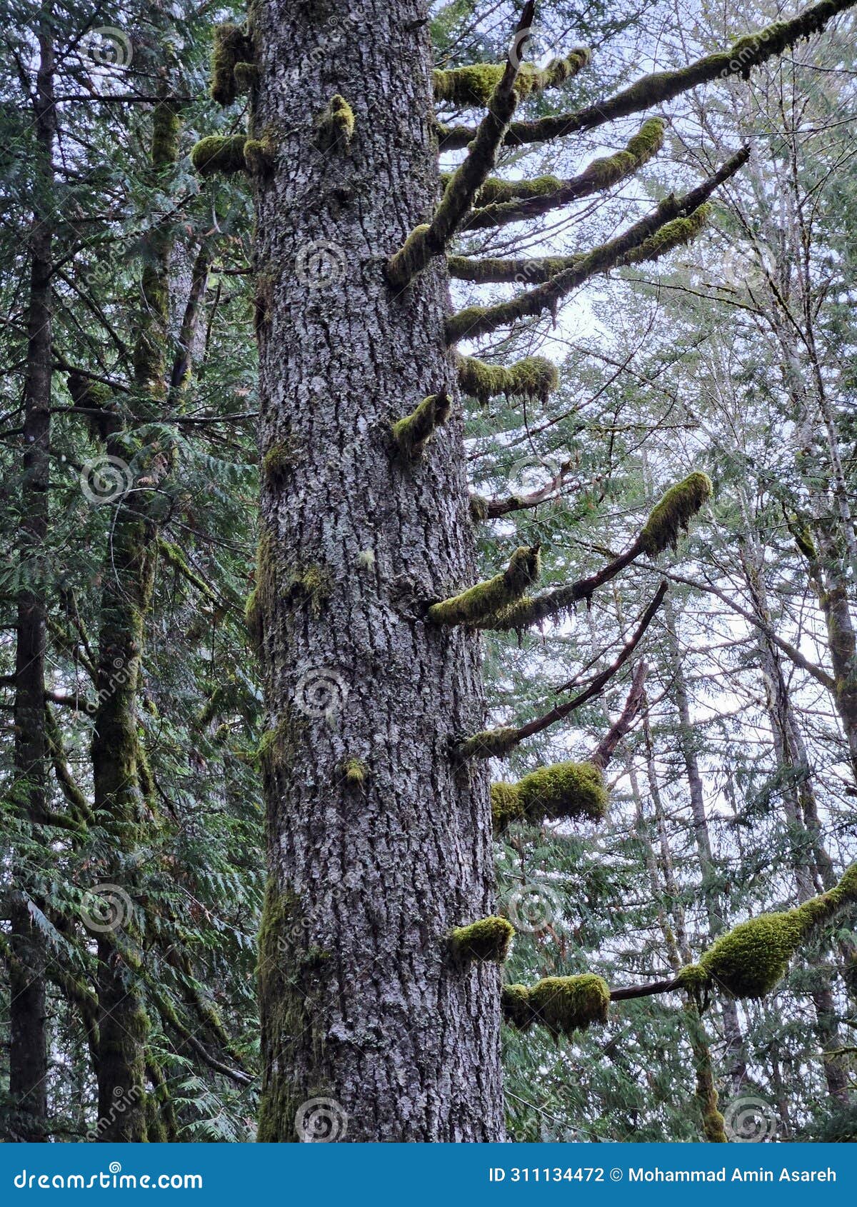 Tall Trees Covered with Moss in the Evergreen Forests of Washington ...