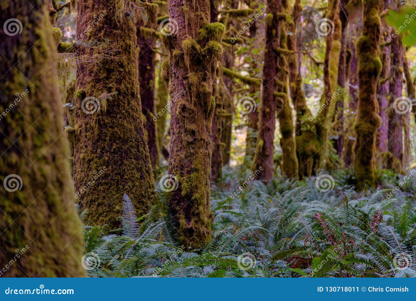 The Mossy Giants of the Pacific Northwest Stock Image - Image of ...
