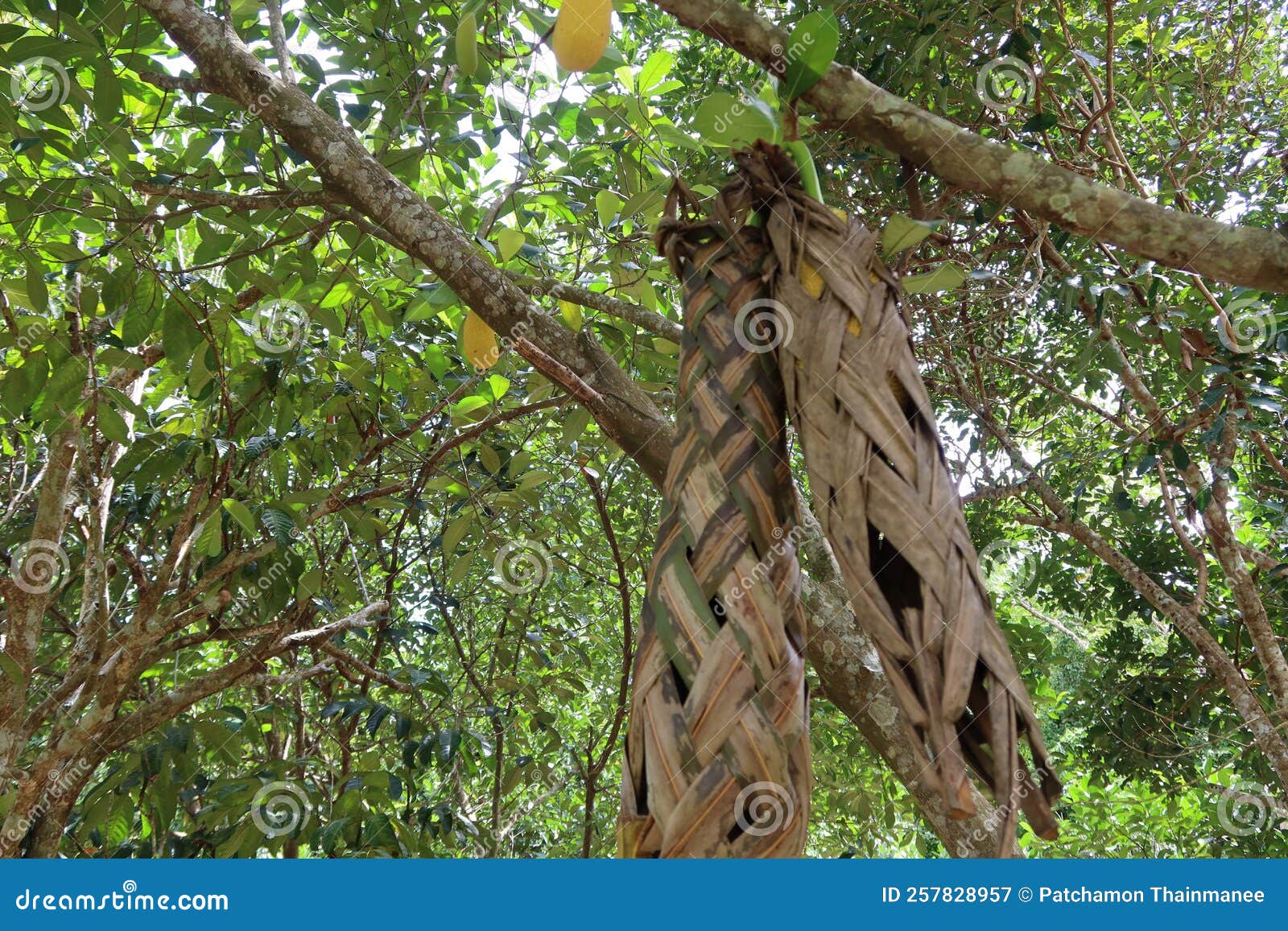 Tall Trees Create Good Air in the Tropical Forest. Stock Image - Image ...