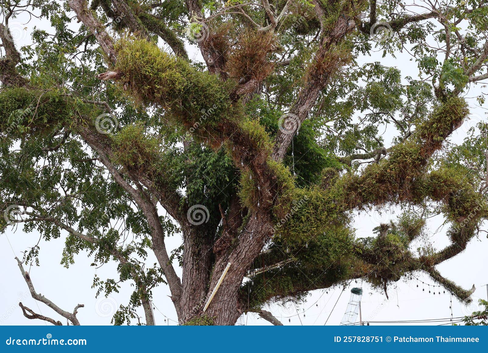 Tall Trees Create Good Air in the Tropical Forest. Stock Image - Image ...