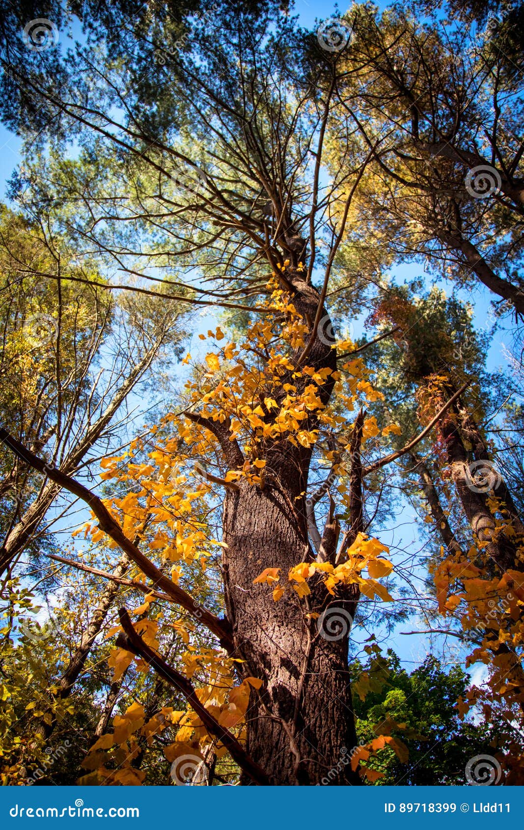 Tall Trees Crowns in the Sky Stock Image - Image of colorful, crowns ...