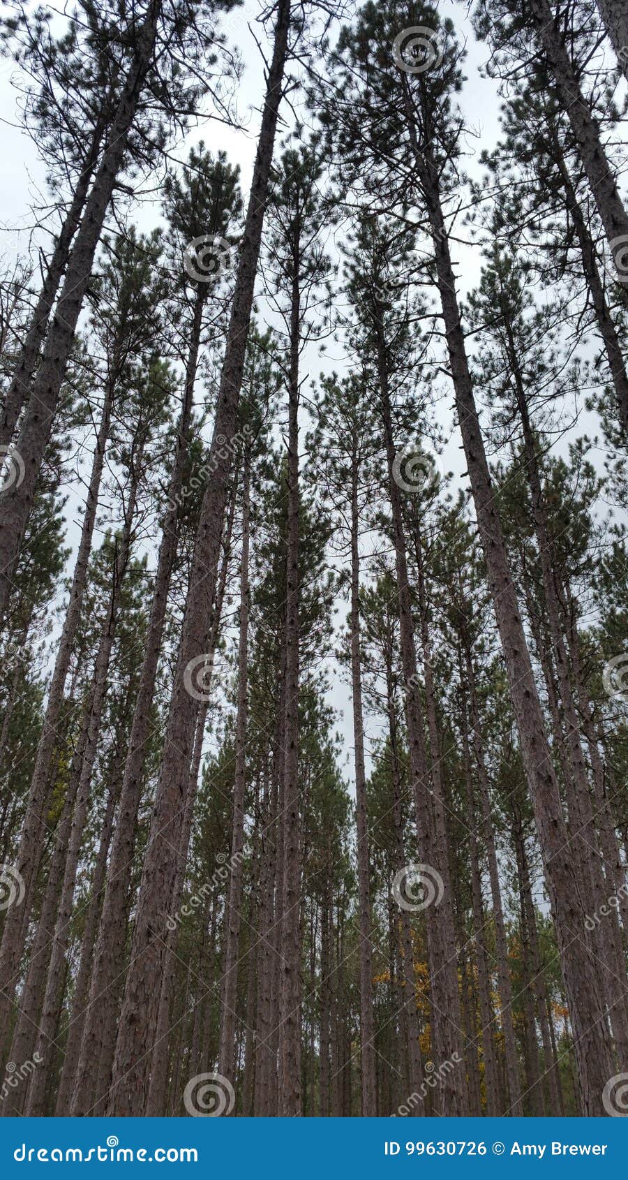 Beautiful escape stock photo. Image of beautiful, tall - 99630726