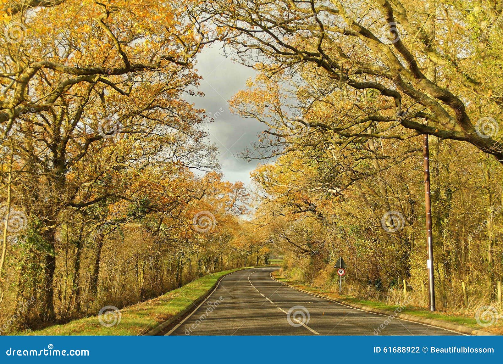 Tall Trees of Fall Colors between Long Road Stock Photo - Image of ...