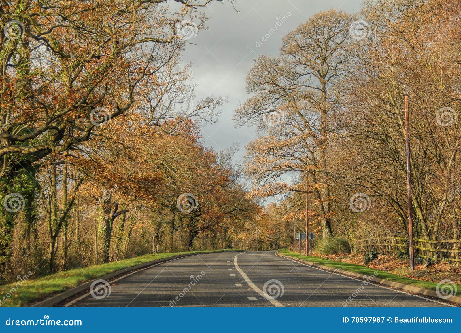 Tall Trees of Fall Colors between Long Road on Country Side Drive Stock ...
