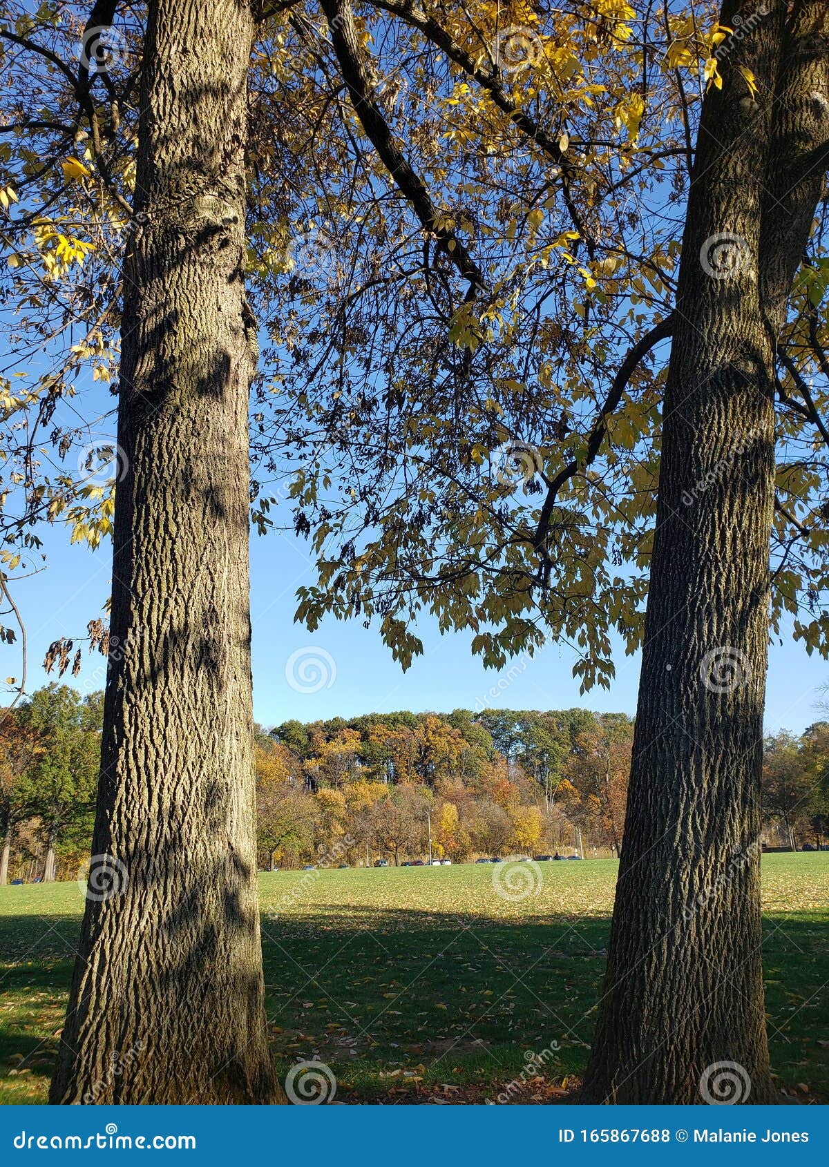 Tall Trees on a Fall Day stock photo. Image of tall - 165867688