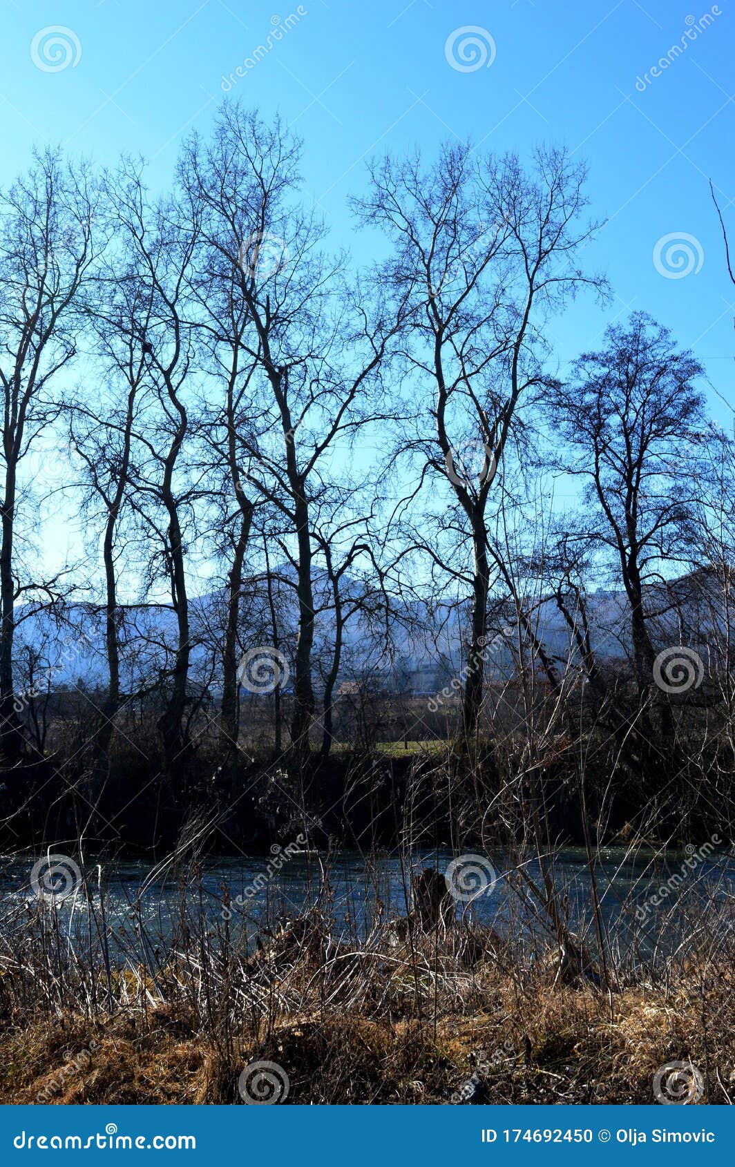 Trees in the Autumn by the River Stock Photo - Image of plant, tall ...