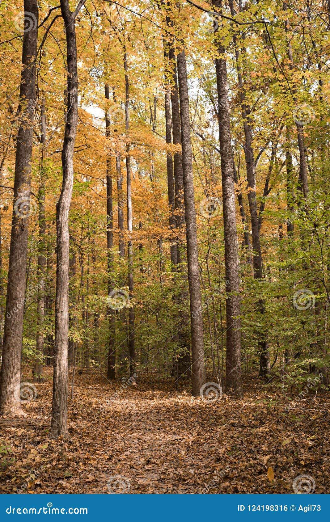 Tall Trees in the Fall stock photo. Image of leaves - 124198316