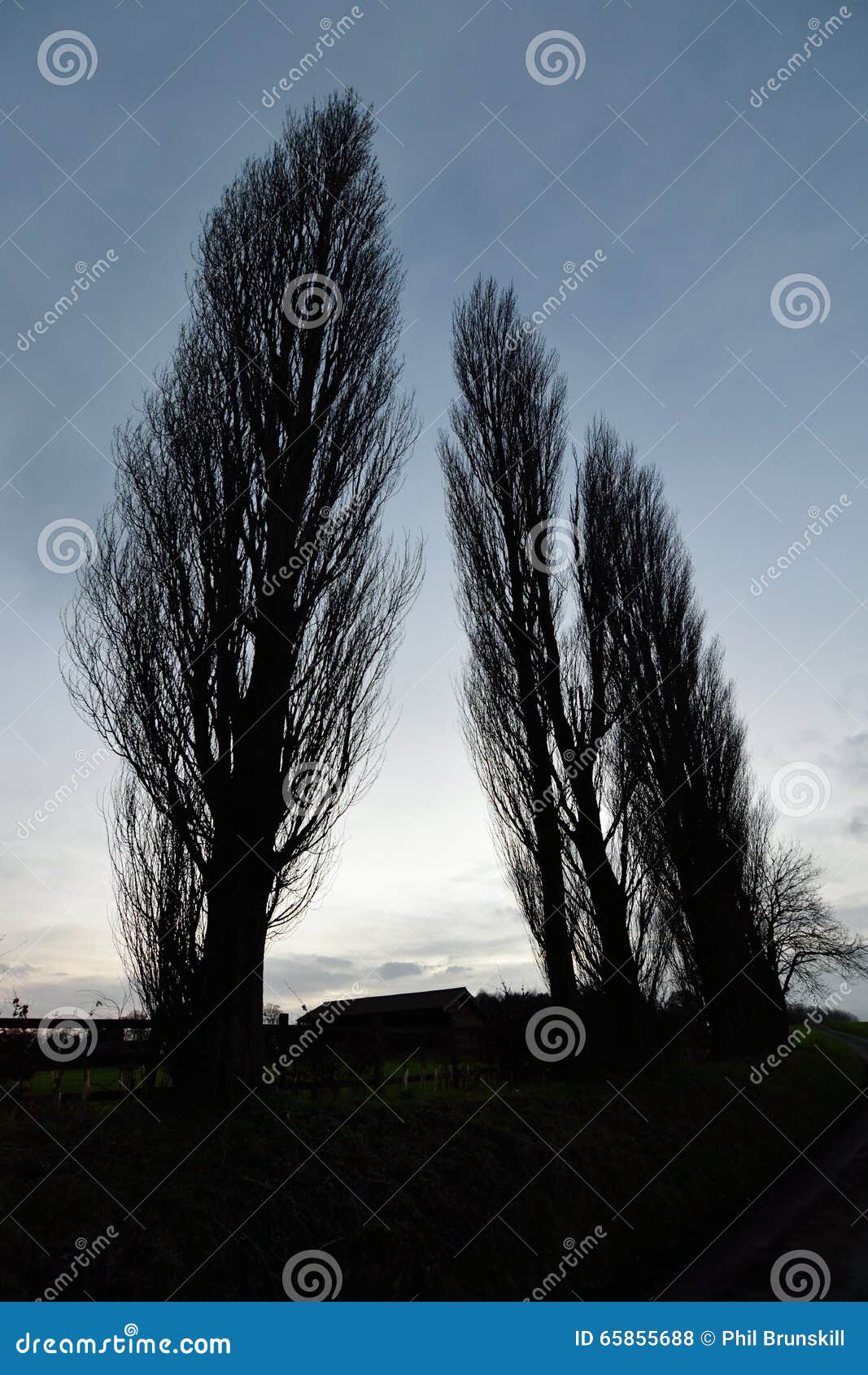 Tall trees stock photo. Image of horizon, field, road - 65855688