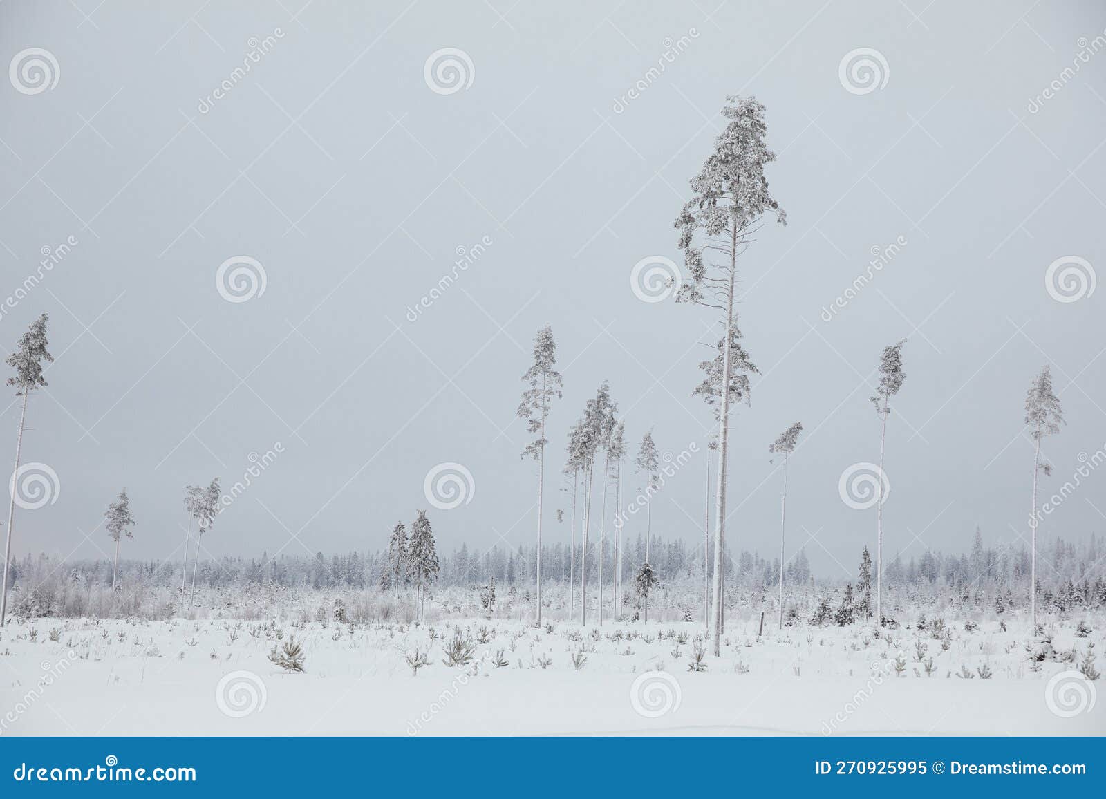Tall Trees in a Field in the Snow in Winter Blizzard Winter Hike Stock ...